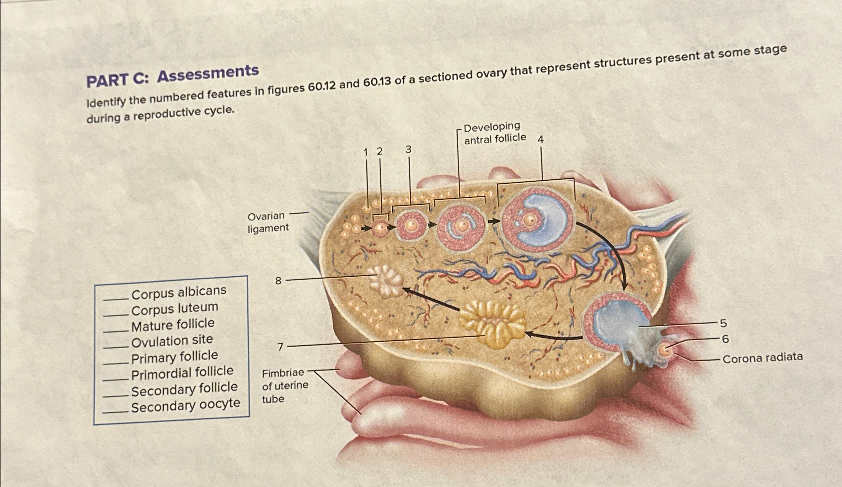 Solved PART C: AssessmentsIdentify the numbered features in | Chegg.com