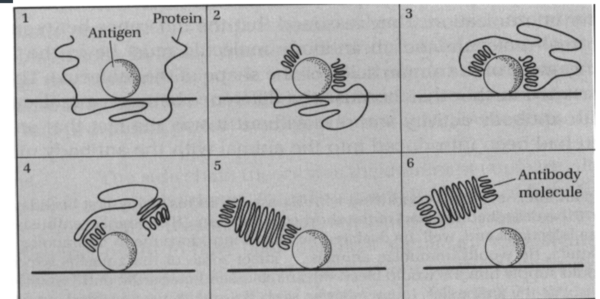 Solved The theory of antibody formation illustrated here is | Chegg.com