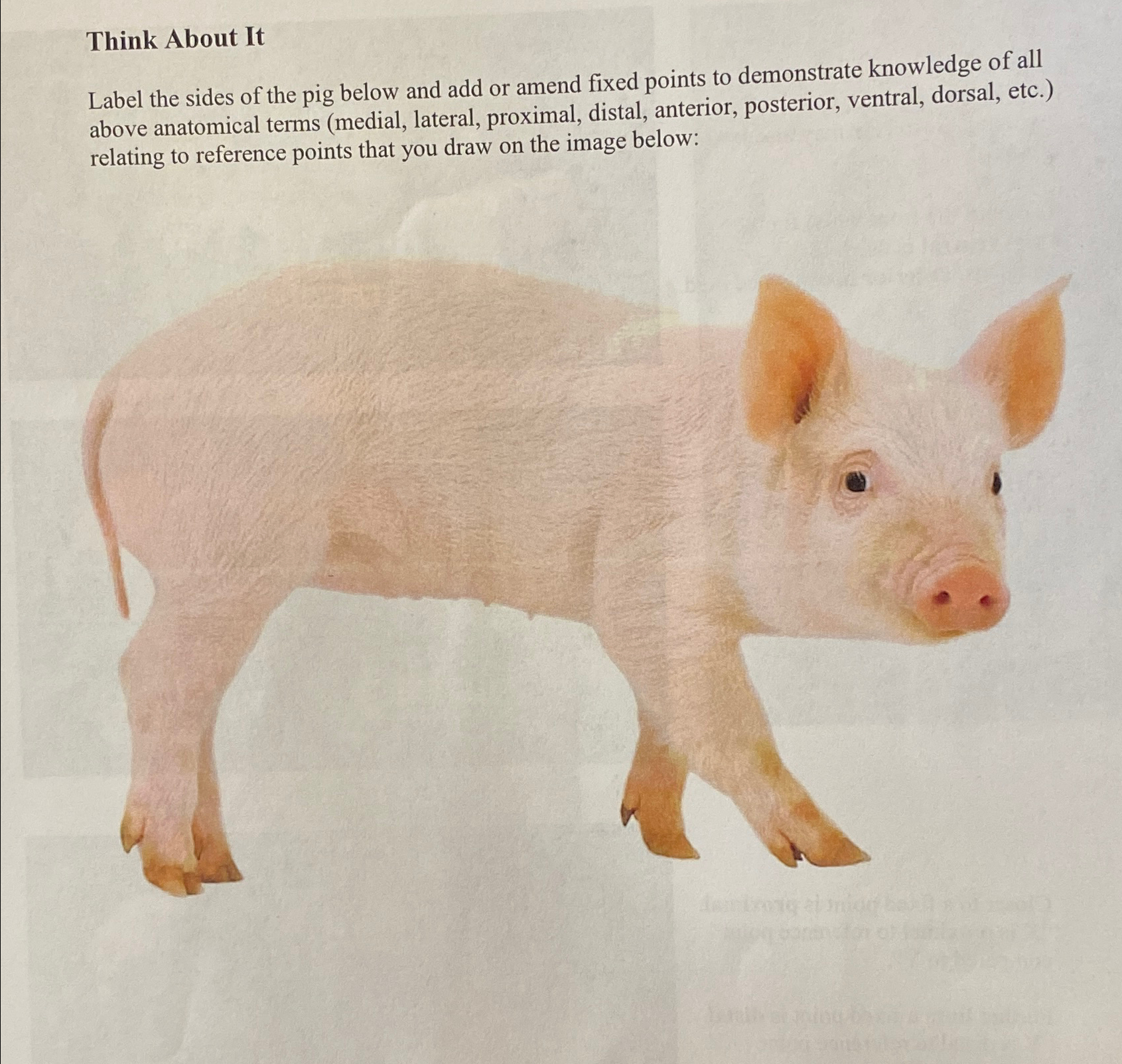 Solved Think About ItLabel the sides of the pig below and | Chegg.com