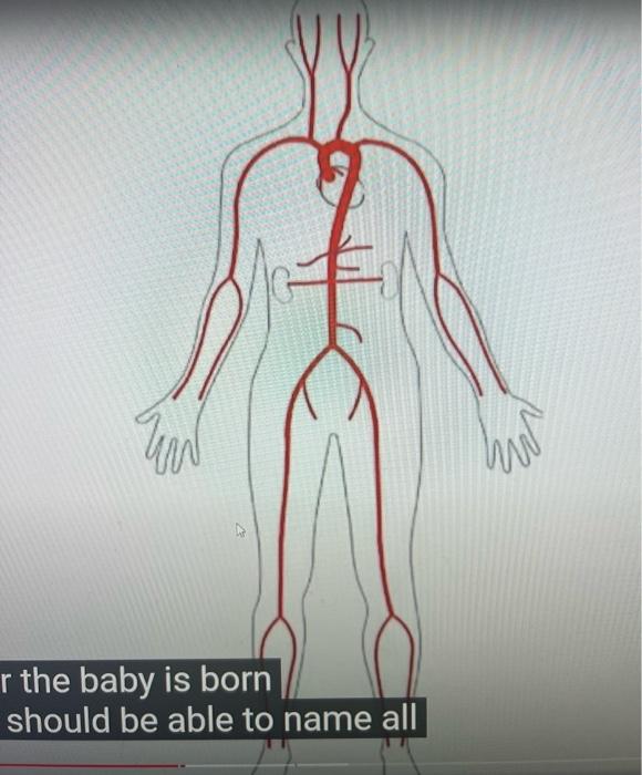 Solved can you help lable all these major blood vessles | Chegg.com