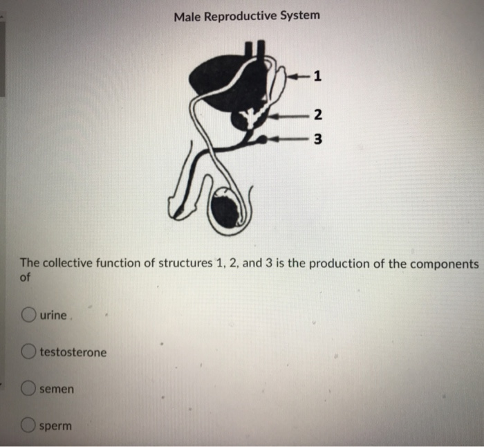 Solved Male Reproductive System -1 w N The collective | Chegg.com