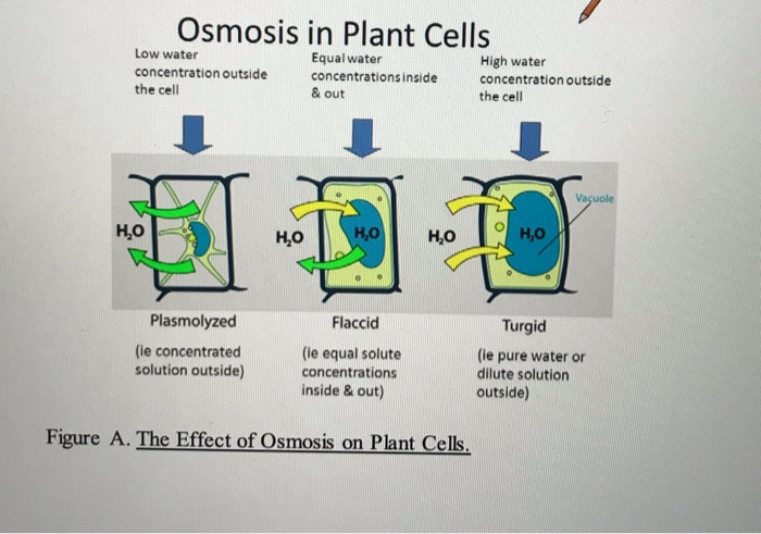Solved EXERCISE I: A DEMONSTRATION OF OSMOSIS USING AN | Chegg.com
