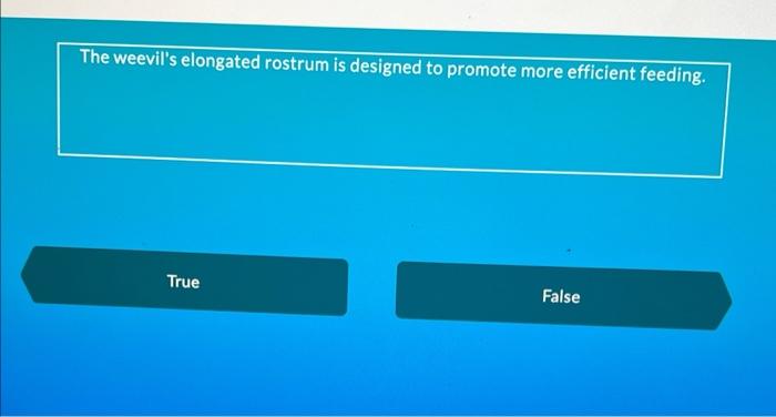 The weevil's elongated rostrum is designed to promote | Chegg.com