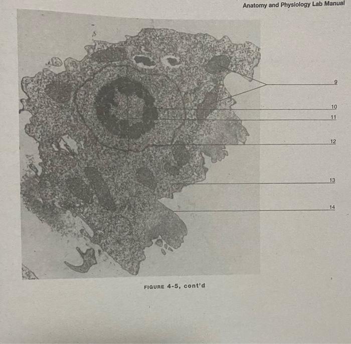 Solved 2 pm 2 3 1 m 6 7 GURE 4-5 Try to identify the cell | Chegg.com