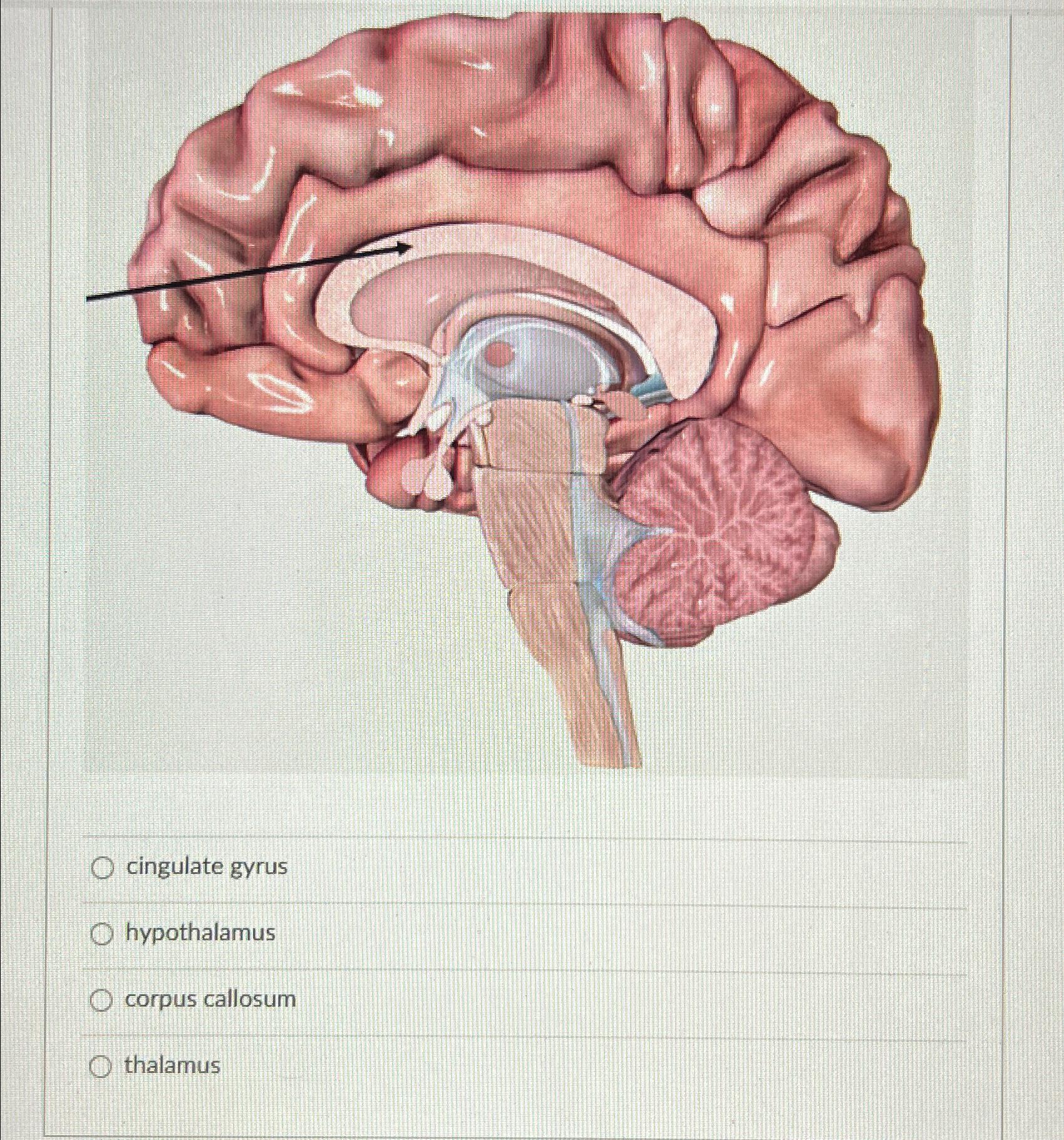 Solved cingulate gyrushypothalamuscorpus callosumthalamus | Chegg.com