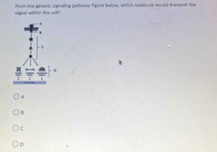 Solved From the generic signaling pathway figure below, | Chegg.com