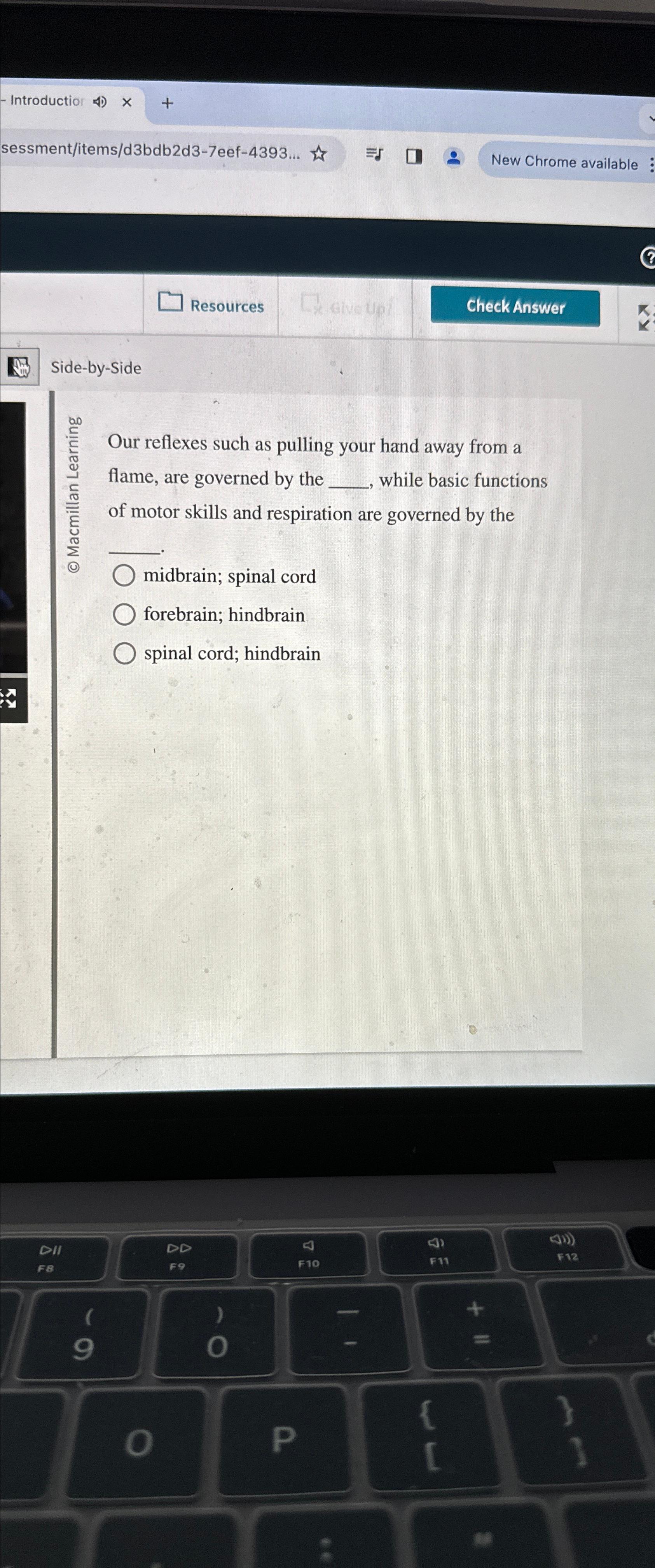 Solved Our reflexes such as pulling your hand away from a | Chegg.com
