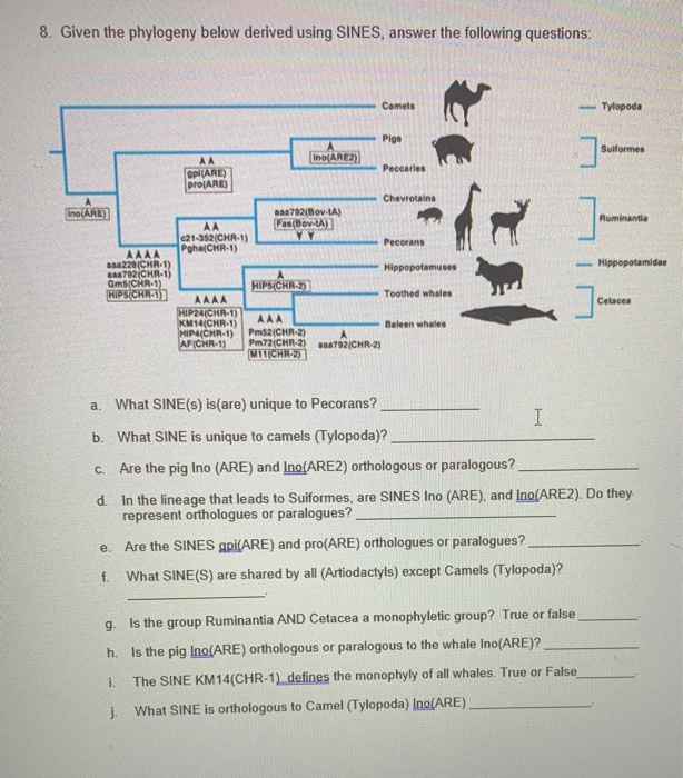Solved 8. Given the phylogeny below derived using SINES, | Chegg.com