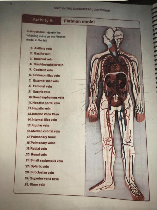 Solved UNIT 10 THU CARDIOVASCULAR SYSTEM Activity 5: Flatman | Chegg.com