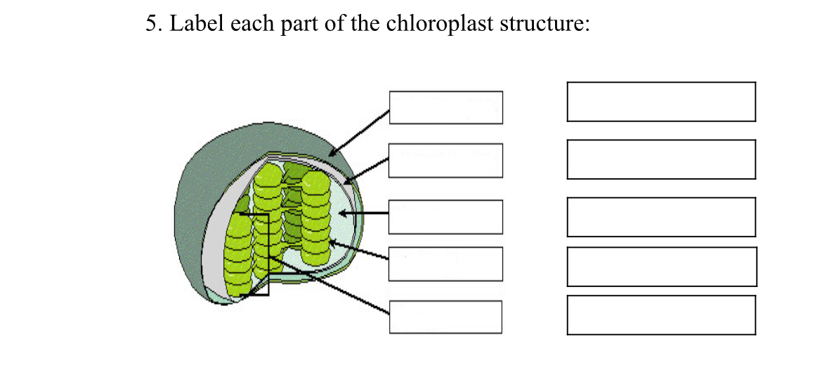 Solved Label each part of the chloroplast structure: | Chegg.com