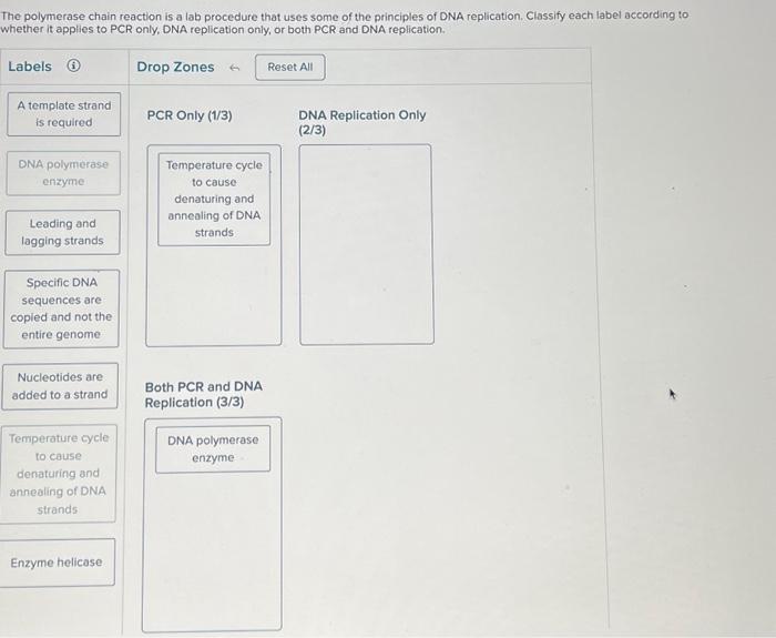 Solved The polymerase chain reaction is a lab procedure that | Chegg.com