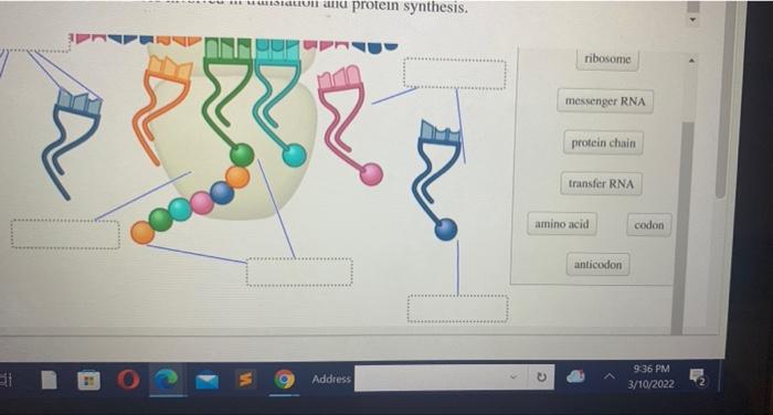 Solved Question 5 of 5 The ribosome in the diagram is in the | Chegg.com
