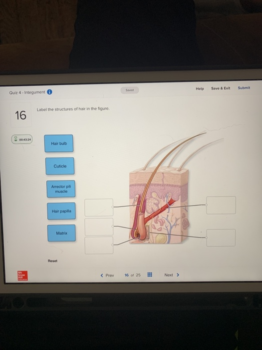 Solved Help Save & Exit Submit Quiz 4 - Integument i Label | Chegg.com