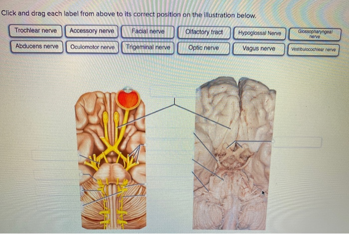 Solved Click and drag each label from above to its correct | Chegg.com
