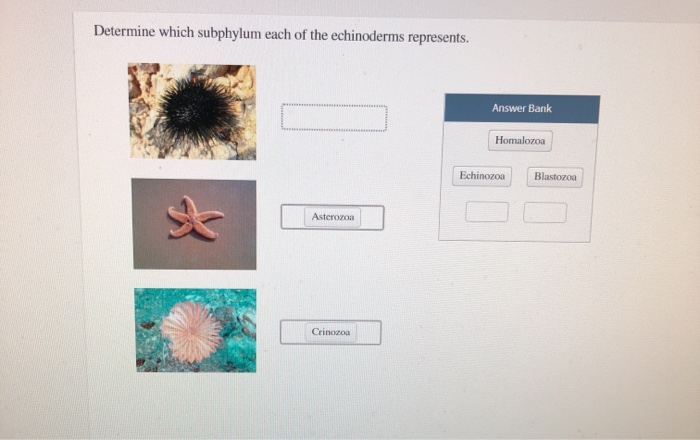 Solved Determine which subphylum each of the echinoderms | Chegg.com