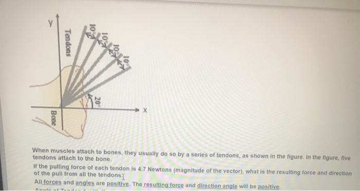 Solved Tendons 20 Bone When muscles attach to bones, they | Chegg.com