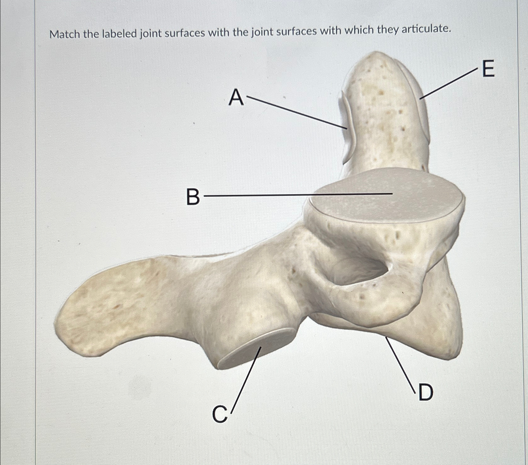 Solved Match the labeled joint surfaces with the joint | Chegg.com