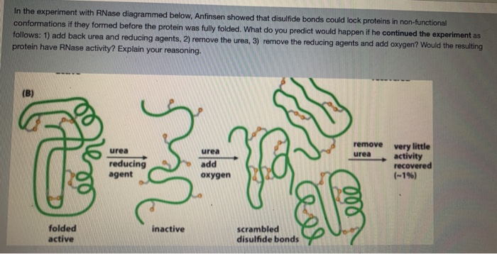 Solved In the experiment with RNase diagrammed below, | Chegg.com