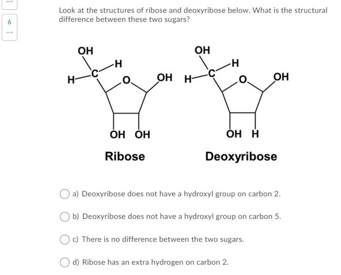 Ribose Vs Deoxyribose