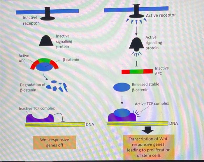 Solved Ras is a GTP-binding protein that allows cell cycle | Chegg.com