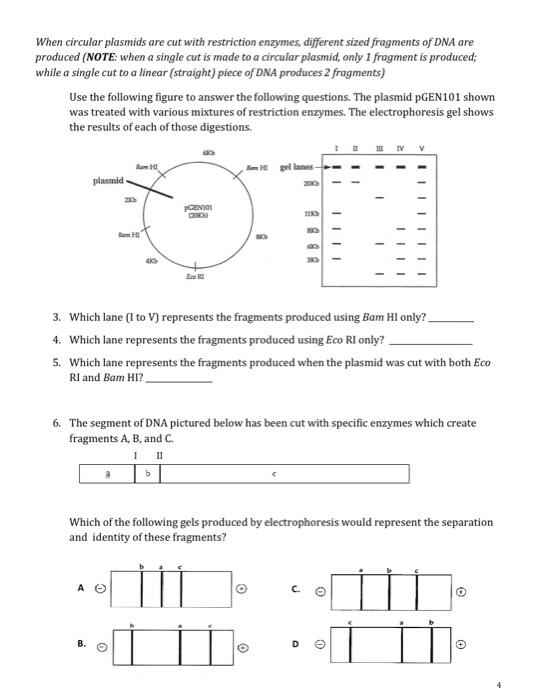 Solved When circular plasmids are cut with restriction | Chegg.com