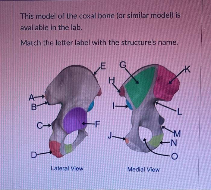 Solved This model of the coxal bone (or similar model) is | Chegg.com