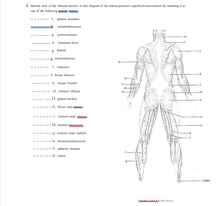 Solved 2. Identify each of the lettered muscles in this | Chegg.com