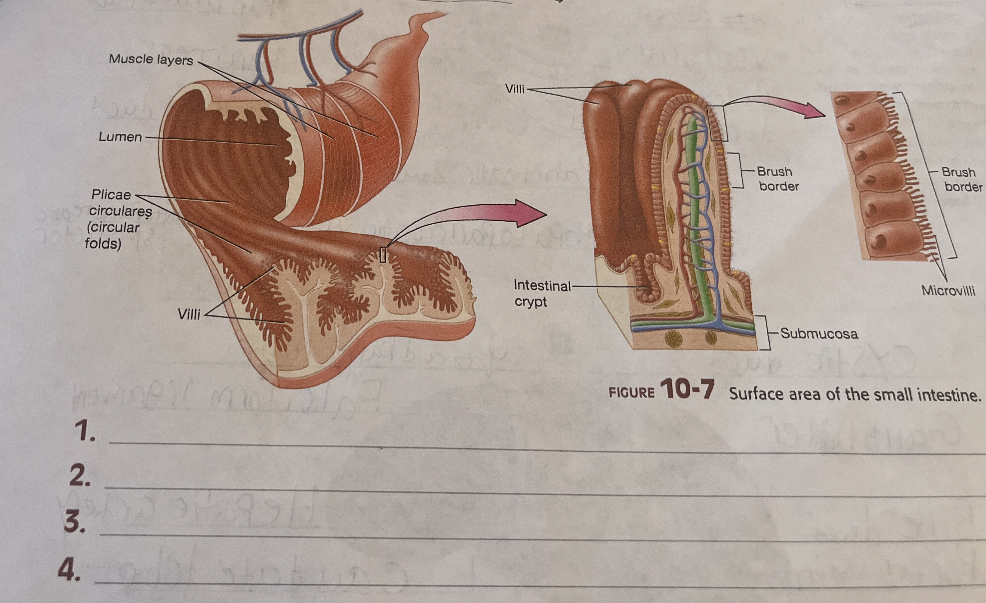 Solved examine the structute of the small intestine. FIGURE | Chegg.com