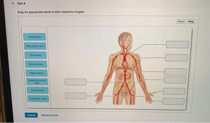 Solved Part A Drag the appropriate labels to their | Chegg.com