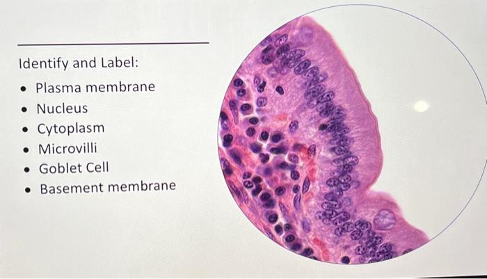 Solved Identify and Label: - Plasma membrane - Nucleus - | Chegg.com