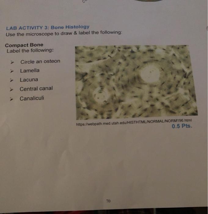 Solved LAB ACTIVITY 3: Bone Histology Use the microscope to | Chegg.com