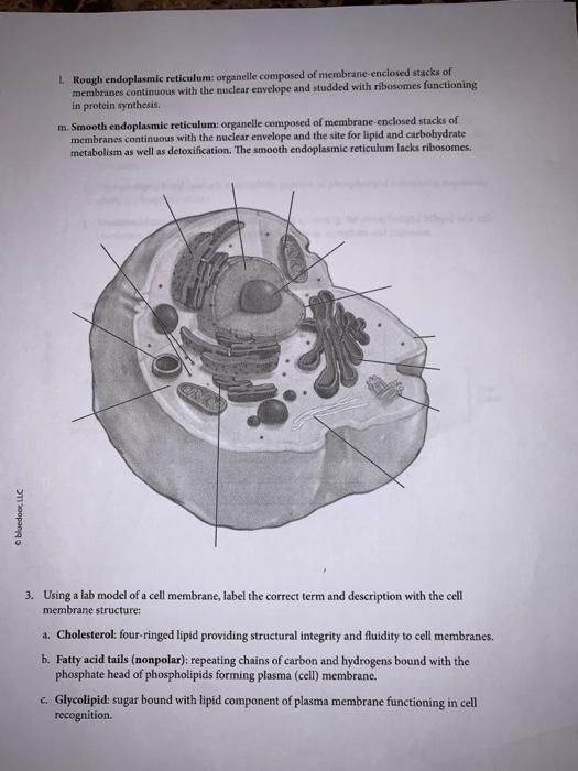 Solved L Rough endoplasmic reticulum: organelle composed of | Chegg.com