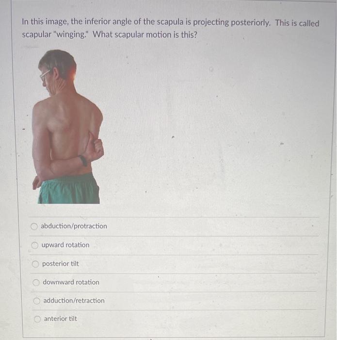 Solved In this image, the inferior angle of the scapula is | Chegg.com