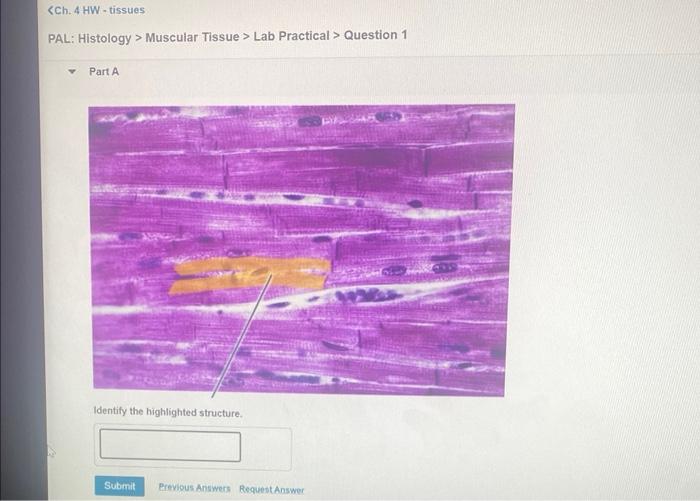 Solved Identify the highlighted structure. | Chegg.com Solved Identify the highlighted structure. | Chegg.com
