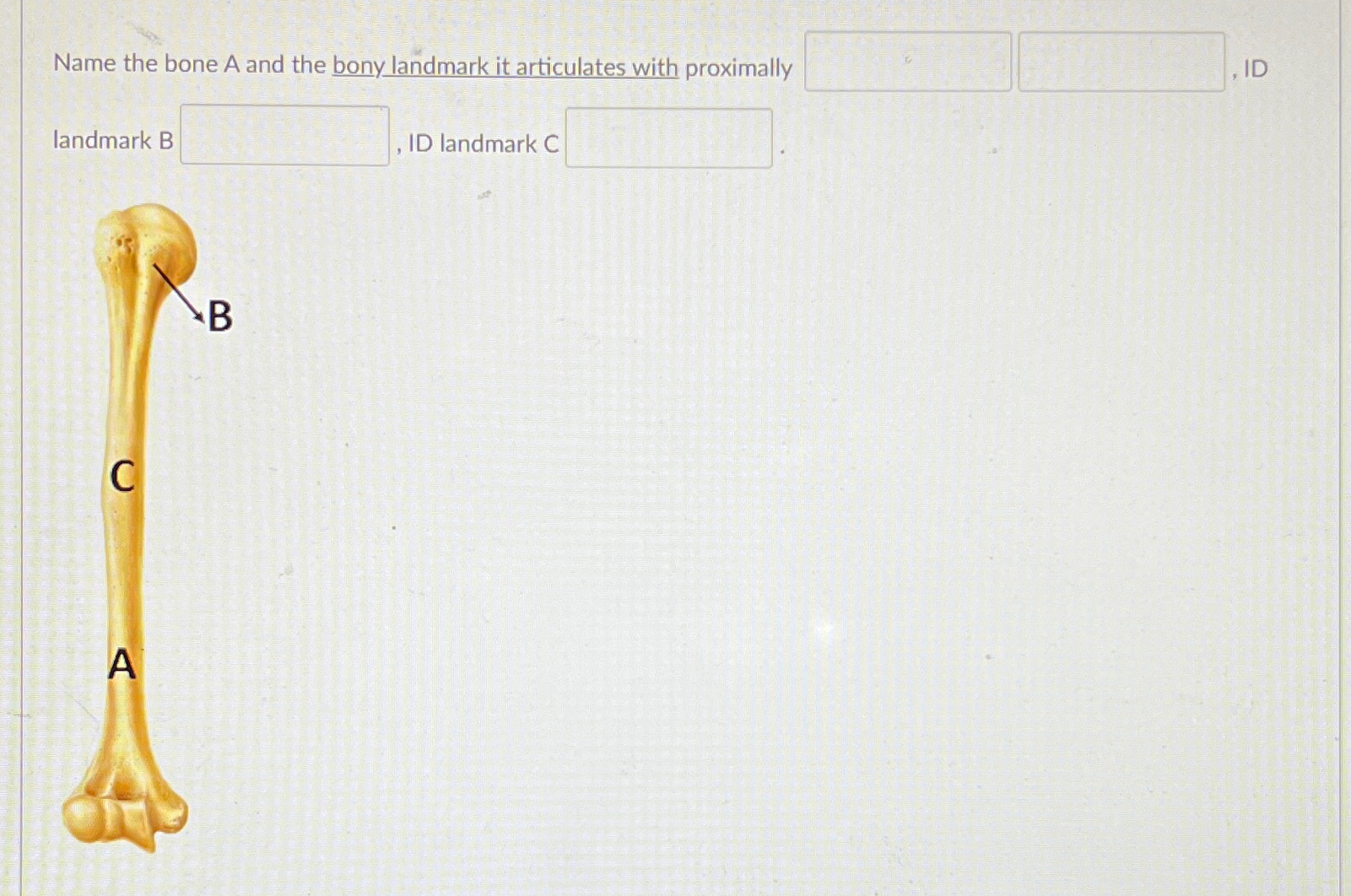 Solved Name the bone A and the bony landmark it articulates | Chegg.com