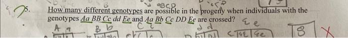 How many different genotypes are possible in the | Chegg.com