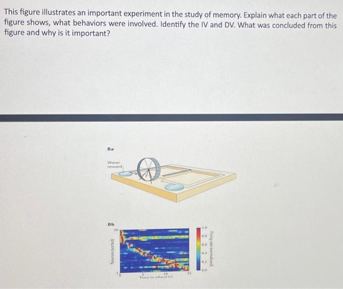 This figure illustrates an important experiment in | Chegg.com