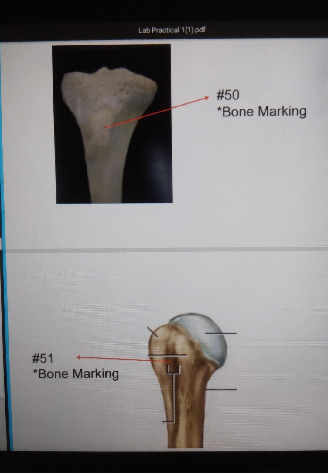 Solved #33 21 of 50 #34 Lab Practical 1(1).pdf VARO #54 | Chegg.com