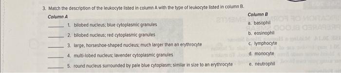 Solved 3. Match the description of the leukocyte listed in | Chegg.com