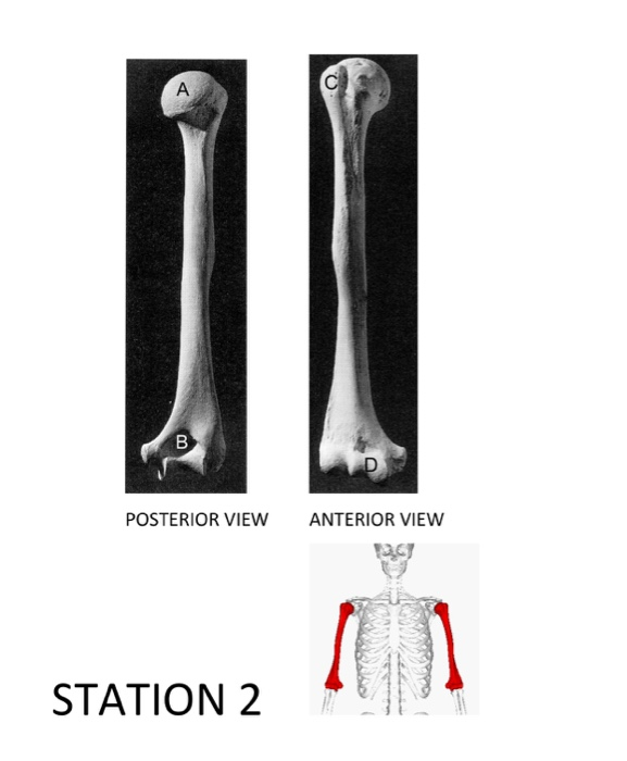 Solved STATION 1 1. What is the name of this bone? 2. Name | Chegg.com