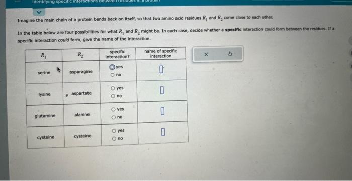 Solved Imagine the main chain of a protein bends back on | Chegg.com