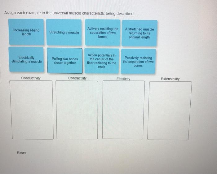 Solved Assign each example to the universal muscle | Chegg.com Solved Assign each example to the universal muscle | Chegg.com