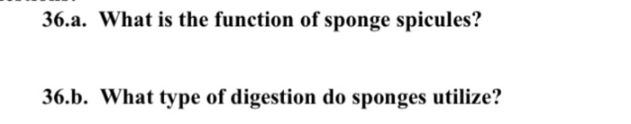 Solved 36.a. What is the function of sponge spicules? 36.b. | Chegg.com