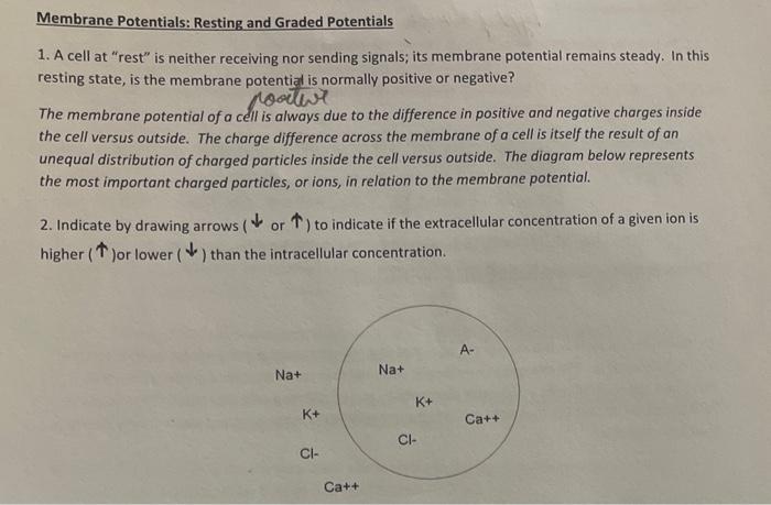 Solved Membrane Potentials: Resting and Graded Potentials 1. | Chegg.com