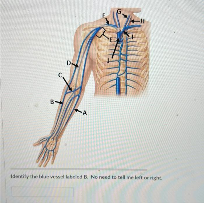 Solved Identify the blue vessel labeled B. No need to tell | Chegg.com