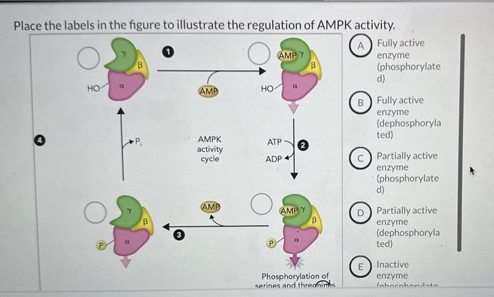 Solved Place the labels in the figure to illustrate the | Chegg.com
