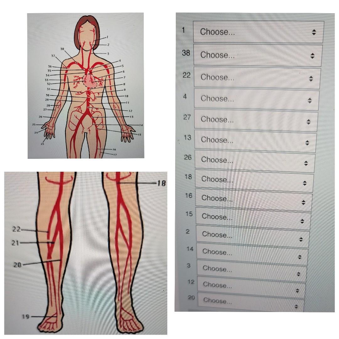 please label these blood vessels | Chegg.com