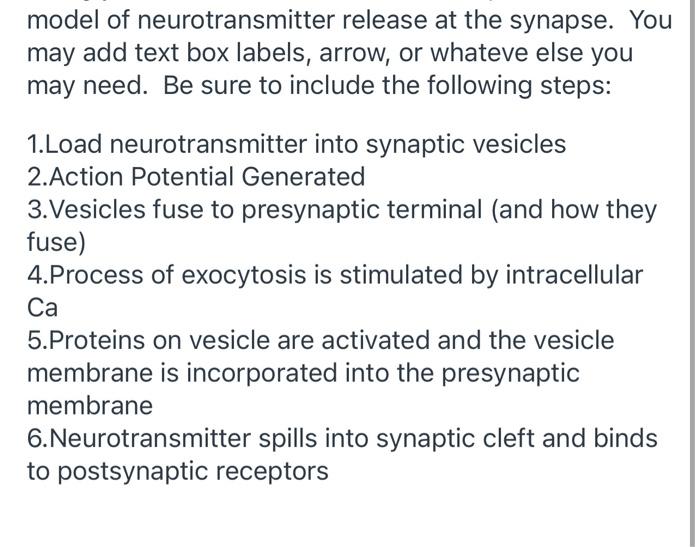 Solved model of neurotransmitter release at the synapse. You | Chegg.com