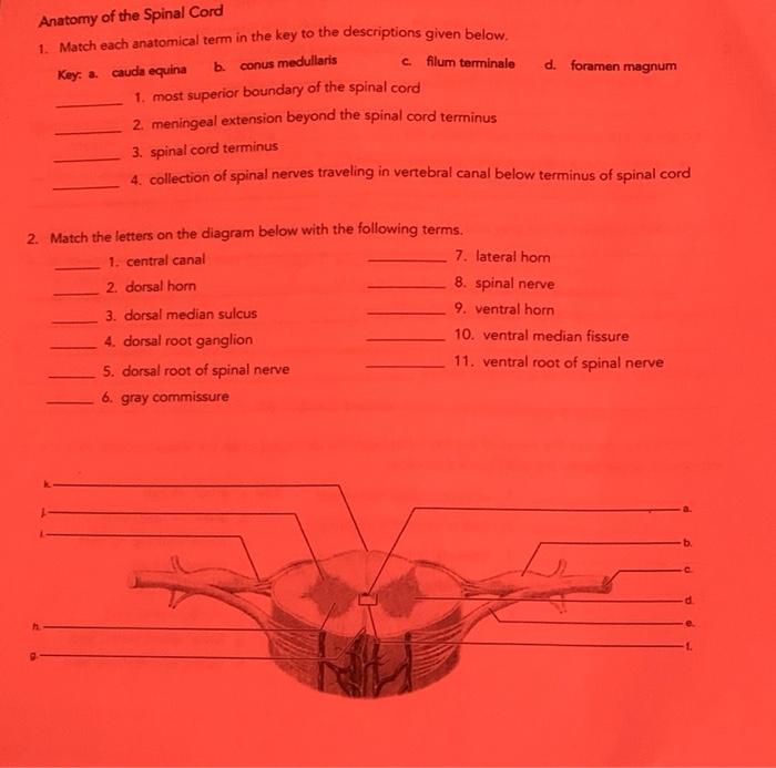 Solved Match each anatomical term in the key to the | Chegg.com