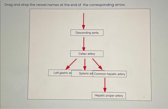 Solved Drag and drop the vessel names at the end of the | Chegg.com